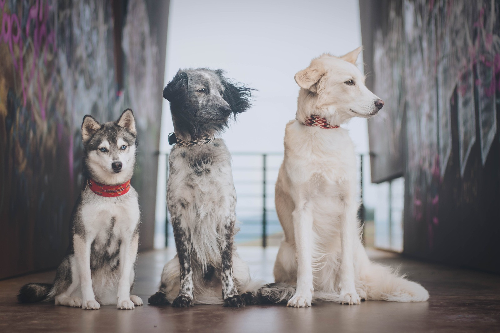 Buddys Dog Wear Middle East | Home